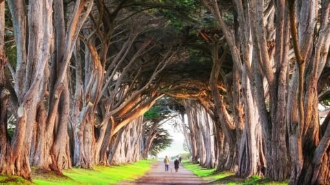 How We Live Our Lives | In One Strength